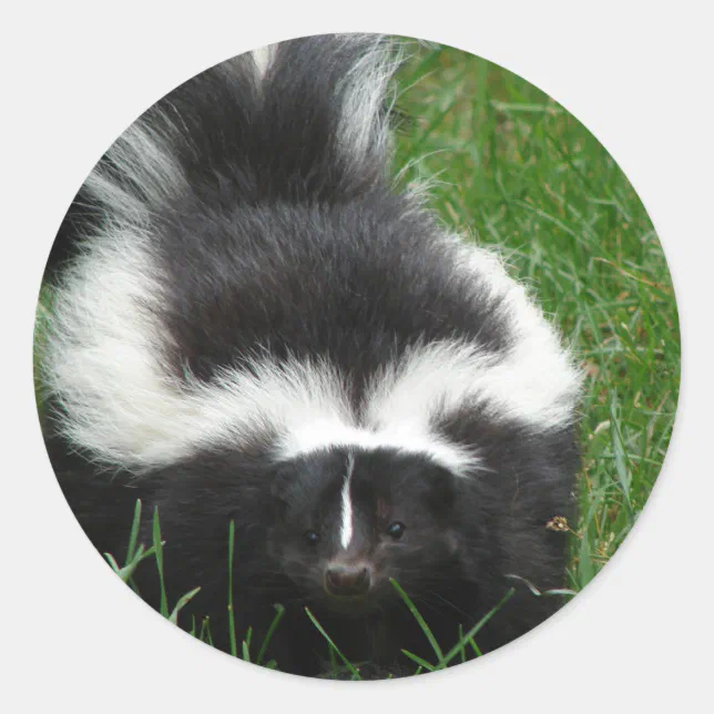 Skunk Sticker | Zazzle