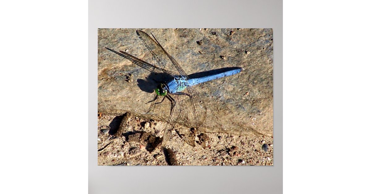 Slate Blue Dragonfly Nature Poster | Zazzle