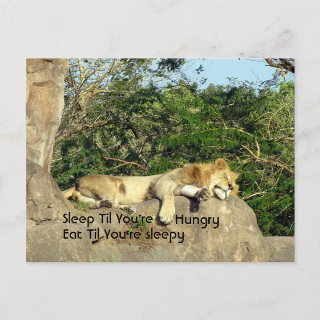 Sleep Til You're Hungry, Eat Til You're Sleepy Postcard | Zazzle