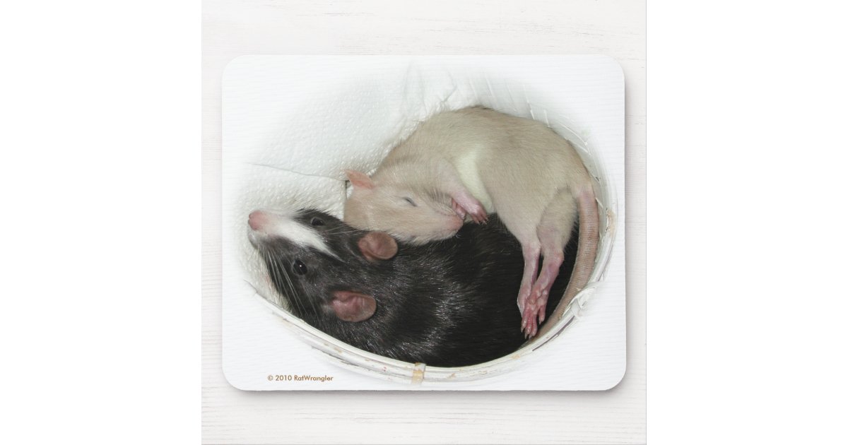Sleeping baby rat mouse pad | Zazzle