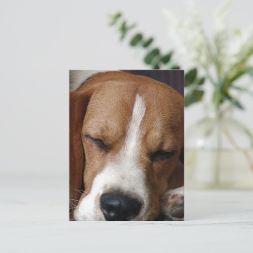 Sleeping Beagle Postcard | Zazzle