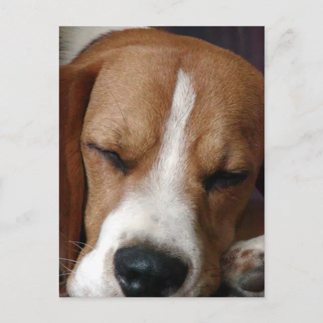 Sleeping Beagle Postcard | Zazzle