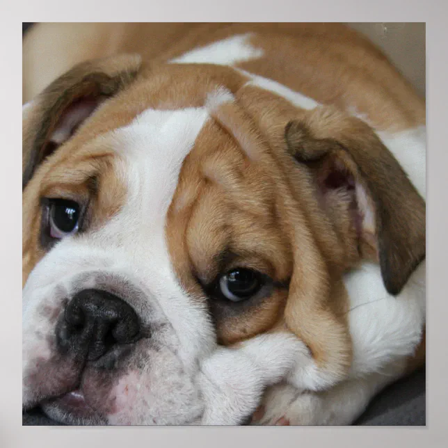 Sleeping Bulldog Poster | Zazzle