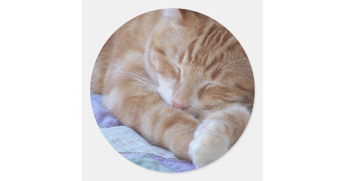 sleeping cat sticker | Zazzle