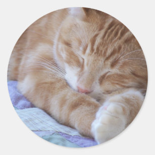 Cat Stickers | Zazzle