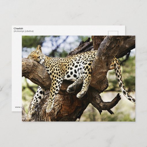 Sleeping Cheetah Postcard | Zazzle