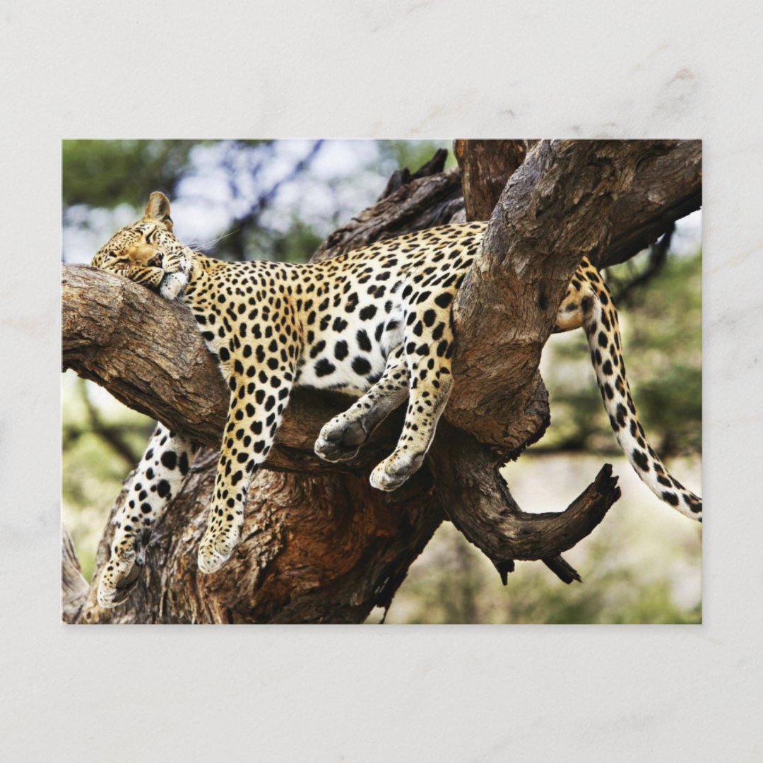 Sleeping Cheetah Postcard | Zazzle