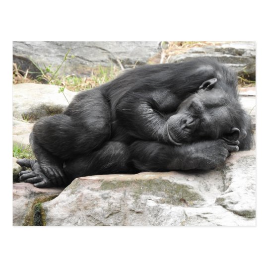 Sleeping Chimpanzee Postcard | Zazzle.com