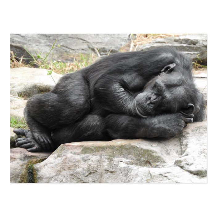 Sleeping Chimpanzee Postcard | Zazzle.com