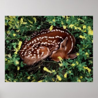 Sleeping Fawn Poster | Zazzle