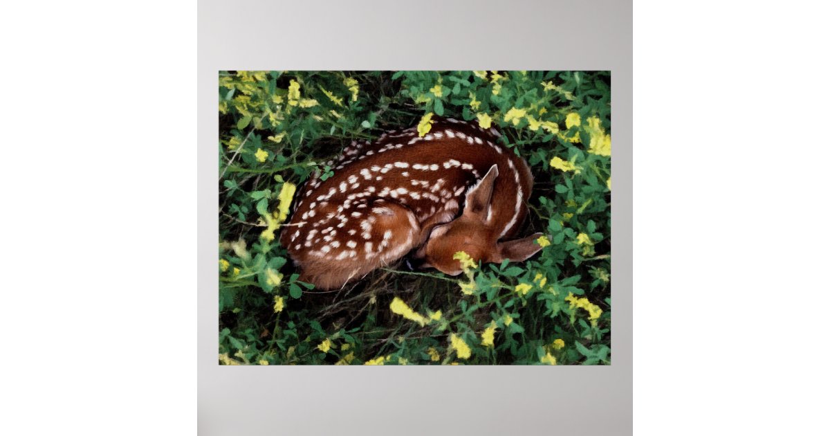 Sleeping Fawn Poster | Zazzle