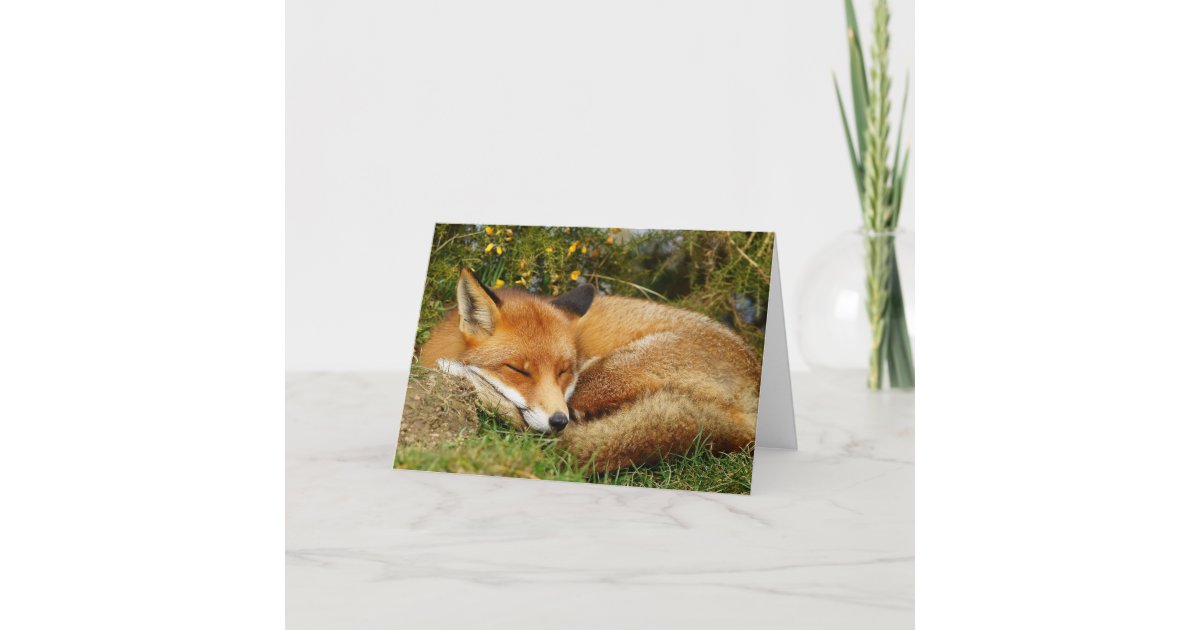 Sleeping fox get well card | Zazzle