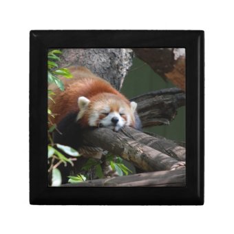 Sleeping Red Panda Gift Box | Zazzle
