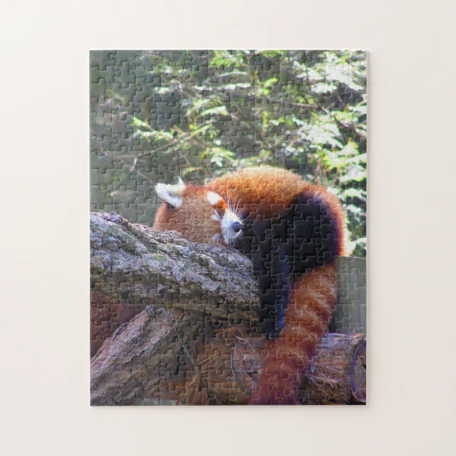 Sleeping Red Panda Jigsaw Puzzle | Zazzle