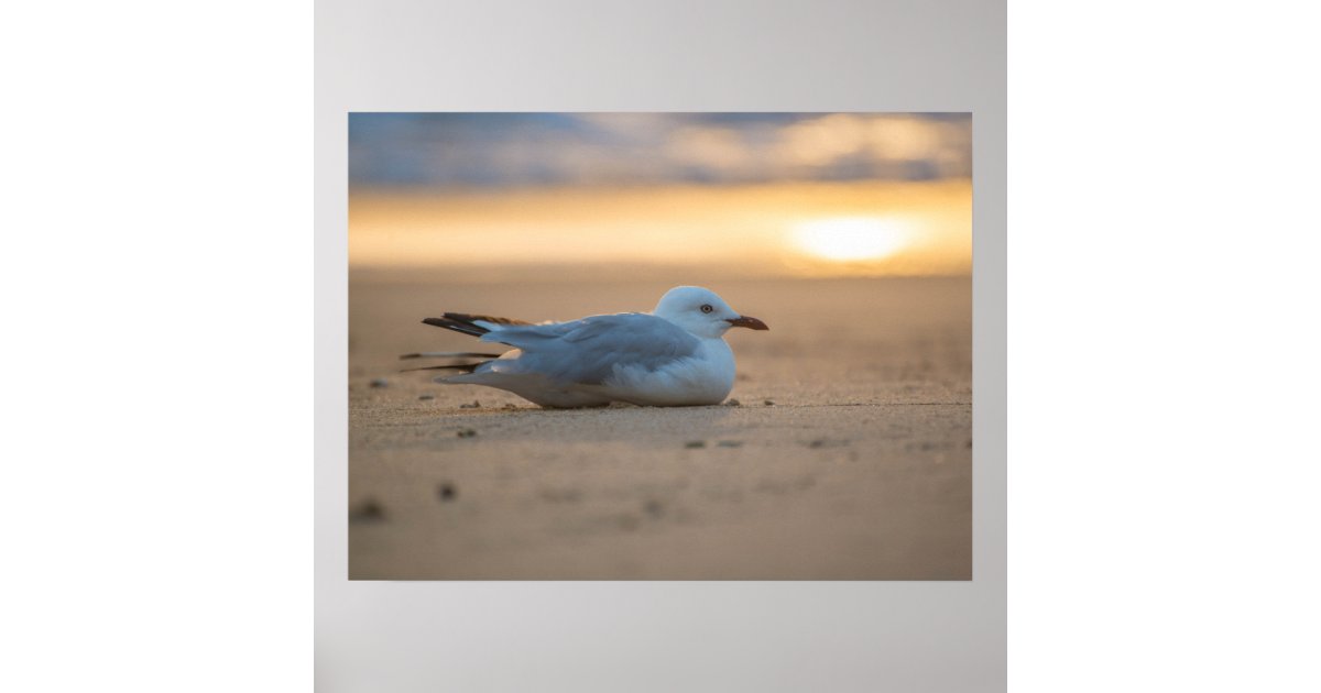 Sleeping seagull Poster | Zazzle