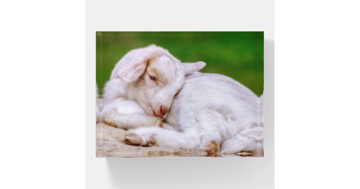 Sleepy Baby Goat Kid Paperweight | Zazzle
