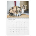 Sleepy Cats Photo Wall Calendar | Zazzle