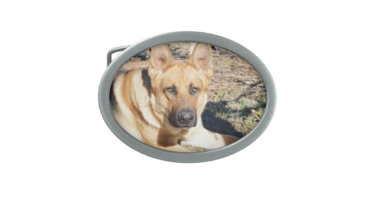 Sleepy Eyed German Shepherd, Belt Buckle | Zazzle