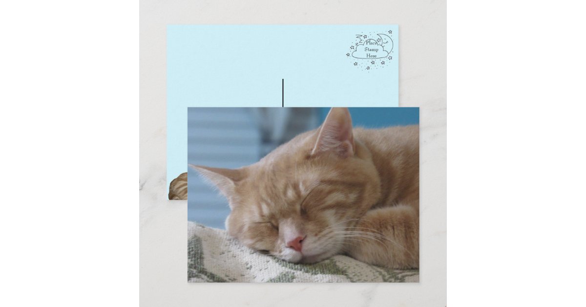 Sleepy Kitty Taz - Cat Postcard | Zazzle