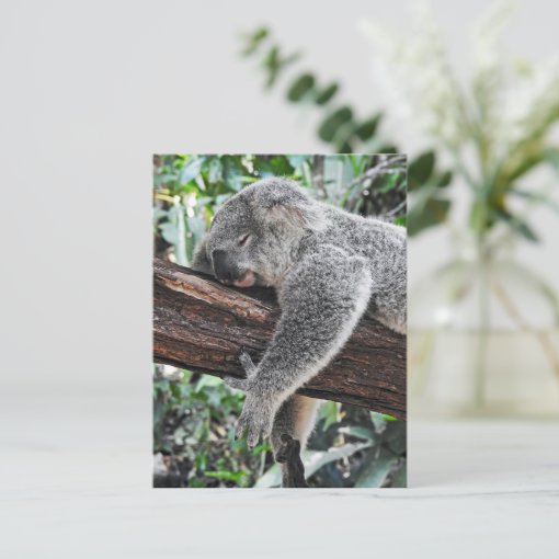 Sleepy Koala Postcard | Zazzle