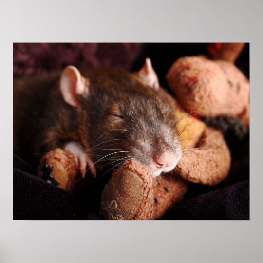 Sleepy Rat Poster | Zazzle.com