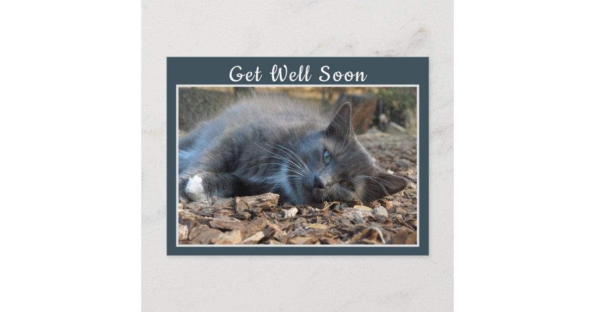 Sleepy Shady Cat Get Well Soon Postcard | Zazzle