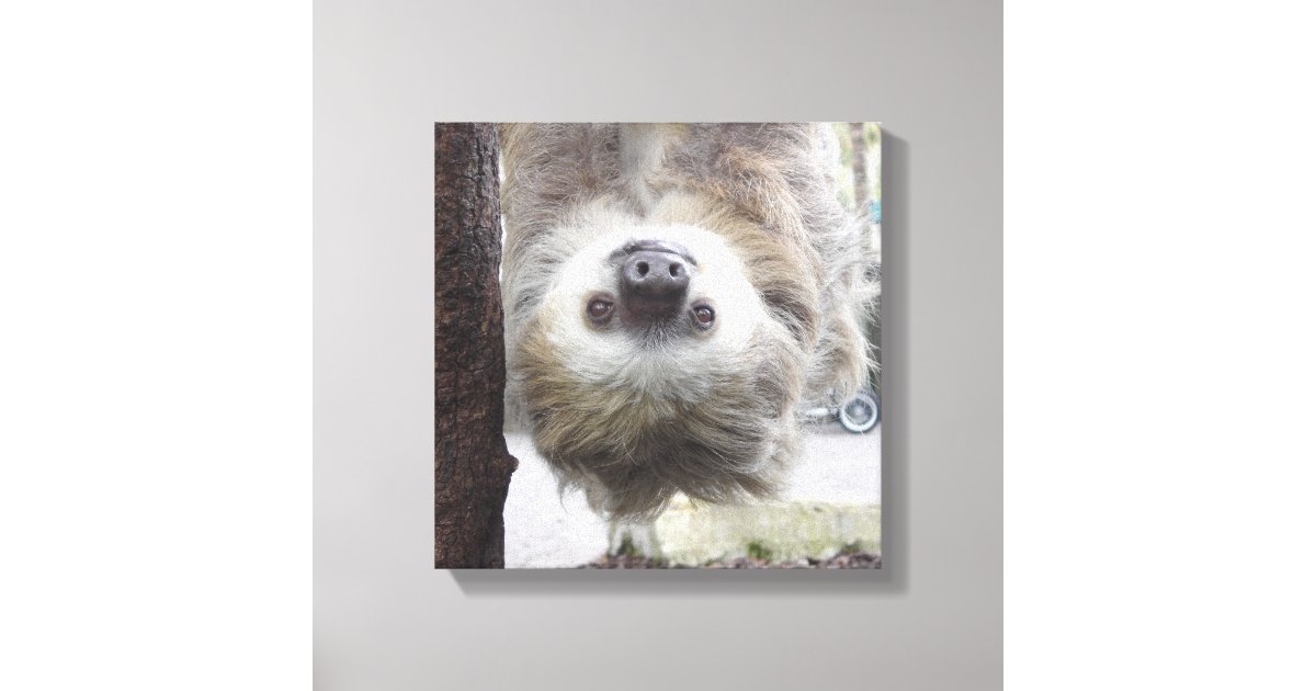 Sloth 12" x 12" Canvas Print | Zazzle