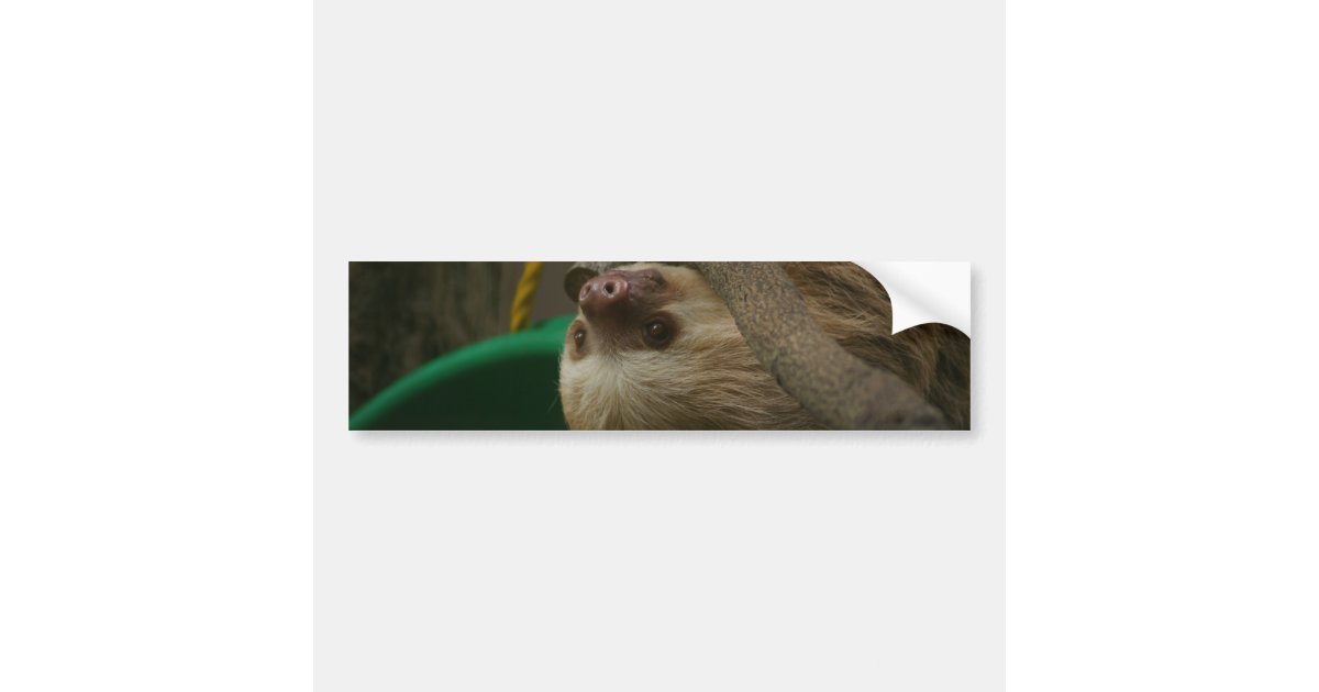 Sloth Bumper Sticker | Zazzle