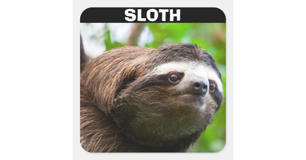 Sloth Face Square Sticker | Zazzle