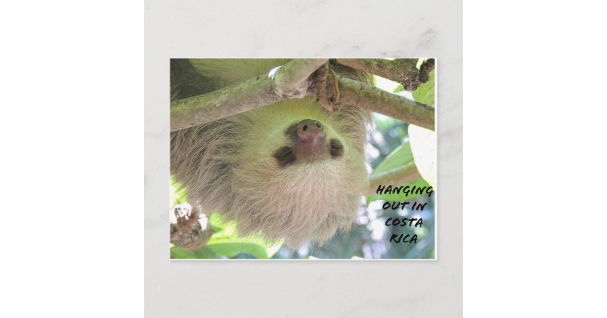 Sloth Hanging Around in Costa Rica Postcard | Zazzle