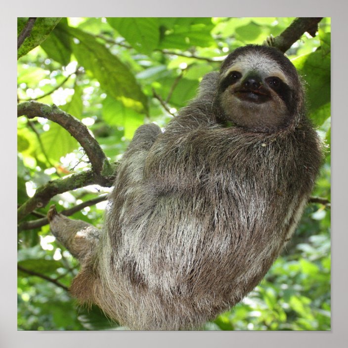 Sloth in Tree Poster | Zazzle.com