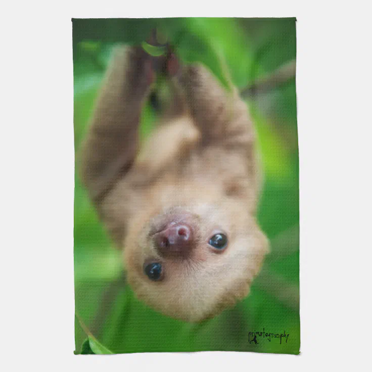 Sloth Kitchen Towel | Zazzle