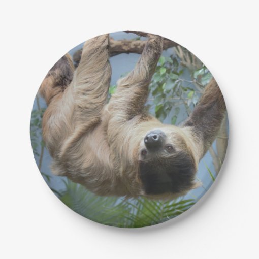 Sloth Paper Plates | Zazzle