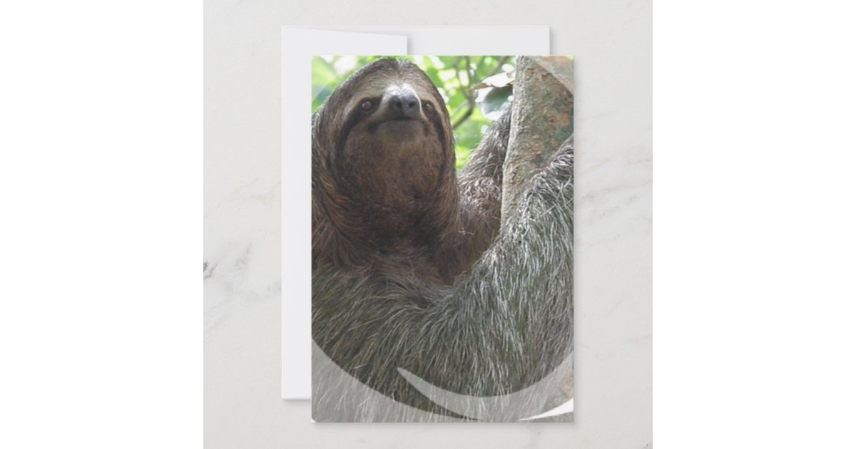 Sloth Photo Design Invitation | Zazzle