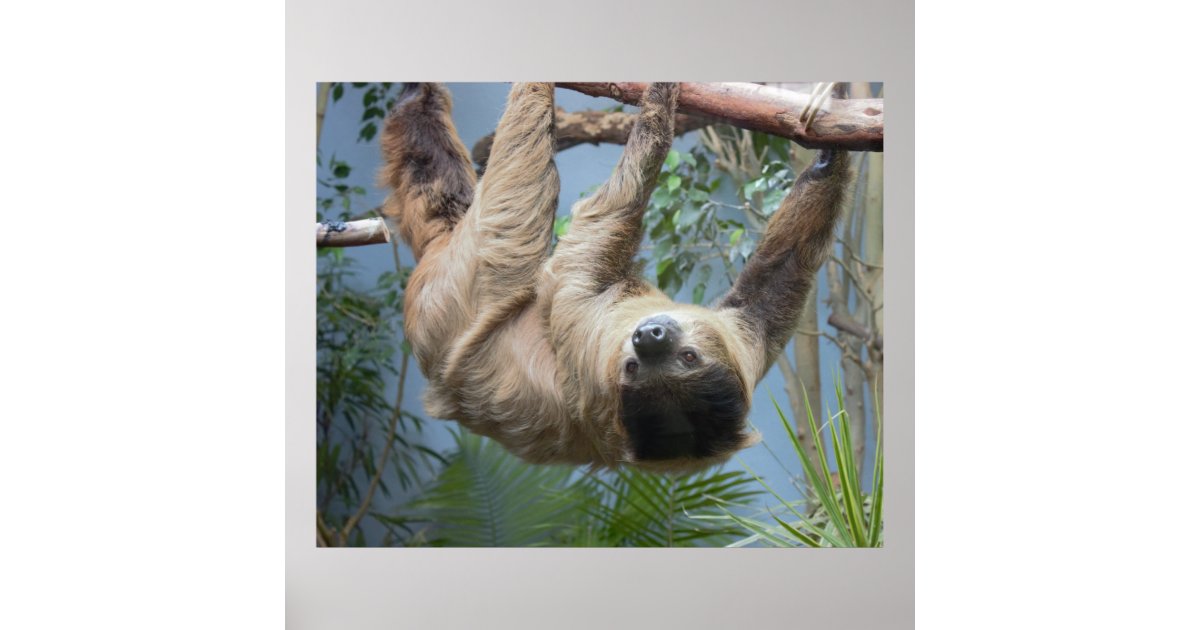 Sloth Photo Poster | Zazzle