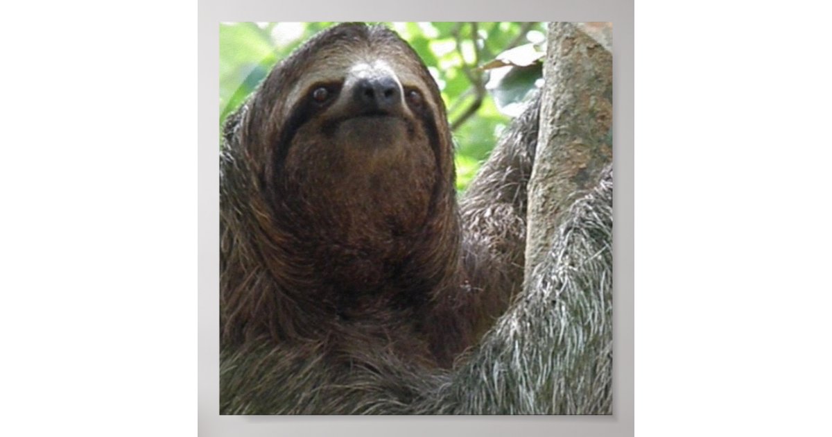 Sloth Photo Poster Print | Zazzle