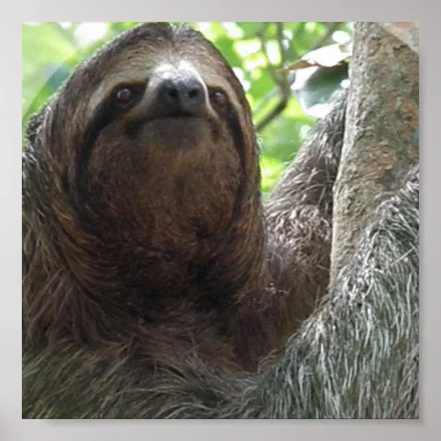 Sloth Photo Poster Print | Zazzle