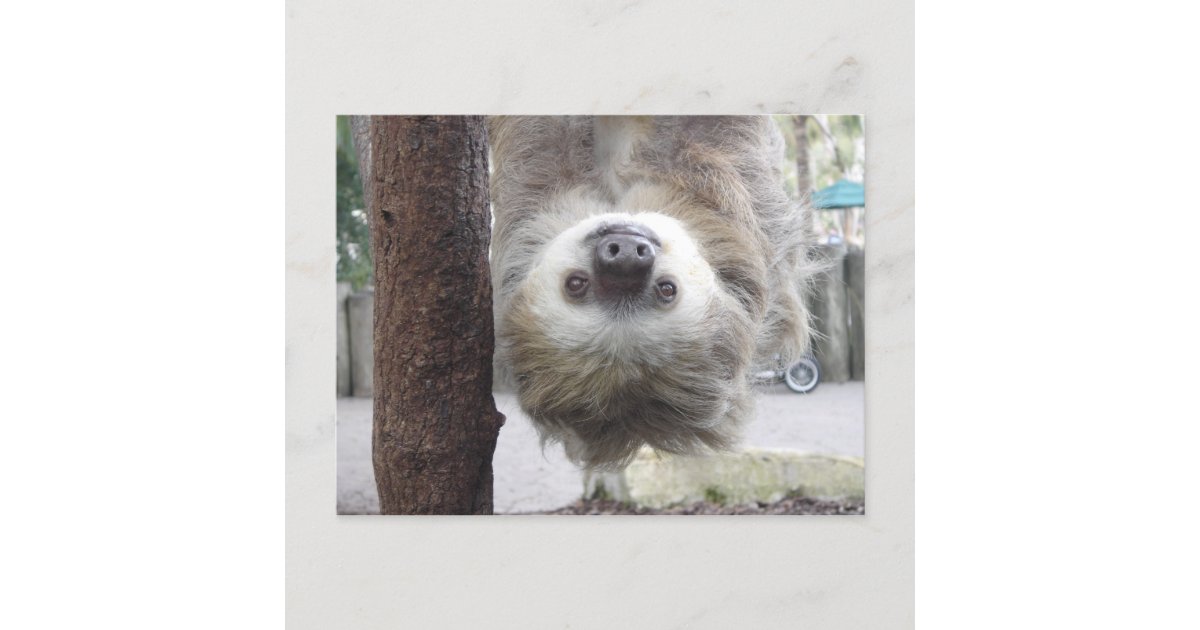 Sloth Postcard | Zazzle