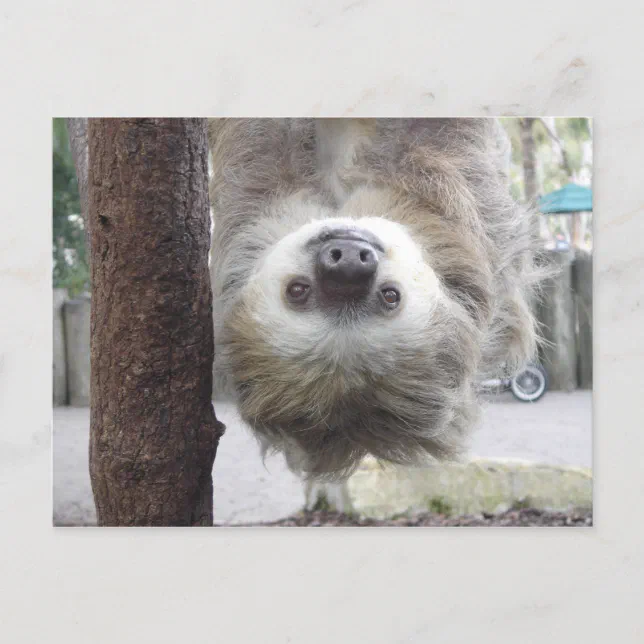 Sloth Postcard | Zazzle