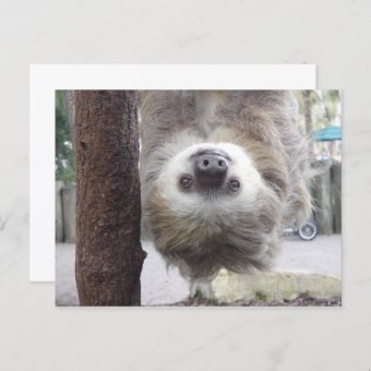 Sloth Postcard | Zazzle