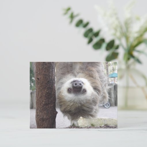 Sloth Postcard | Zazzle