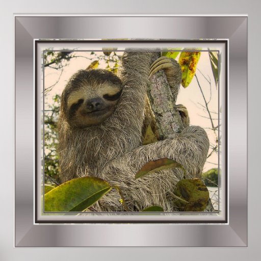 sloth poster | Zazzle
