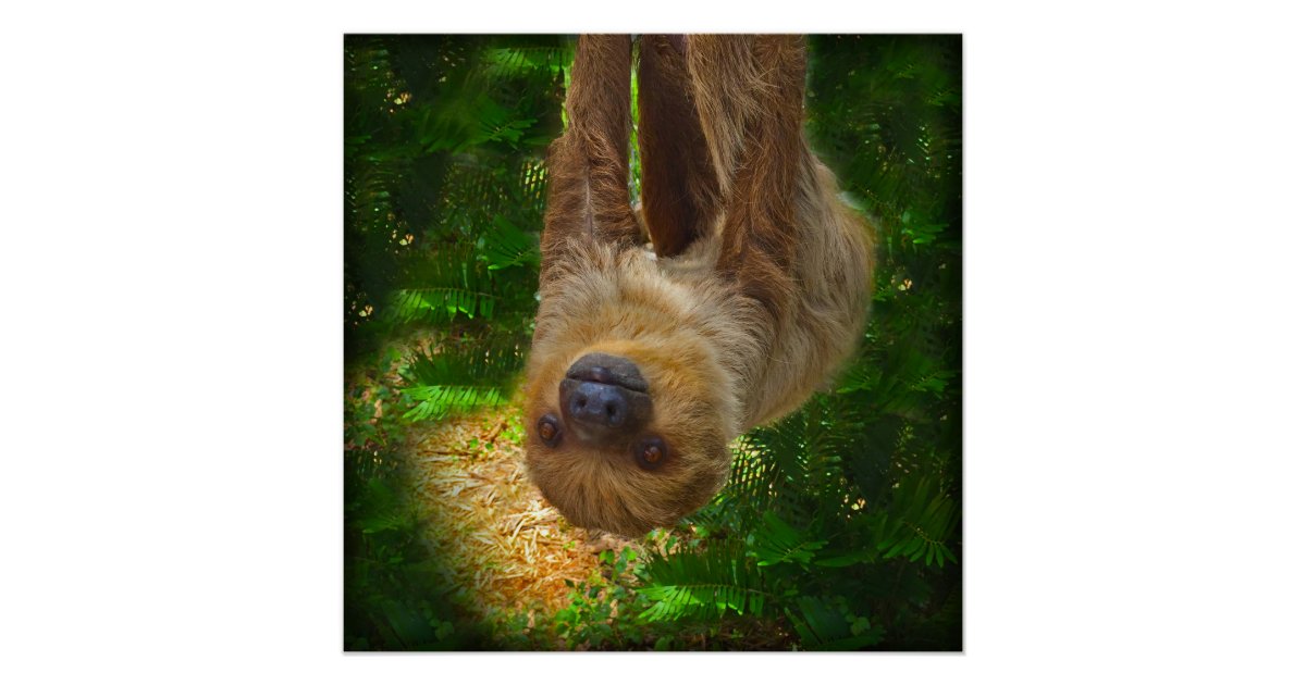 Sloth Rainforest Poster | Zazzle