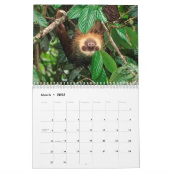 Sloths Calendar | Zazzle