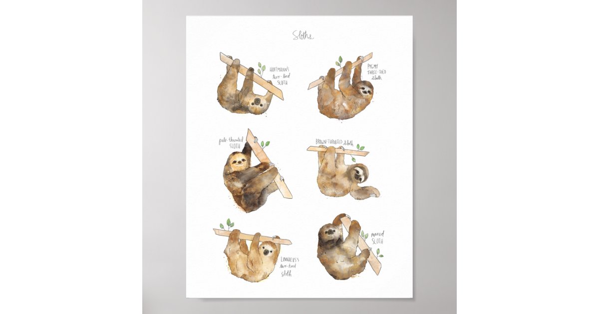 Sloths Classic Poster | Zazzle