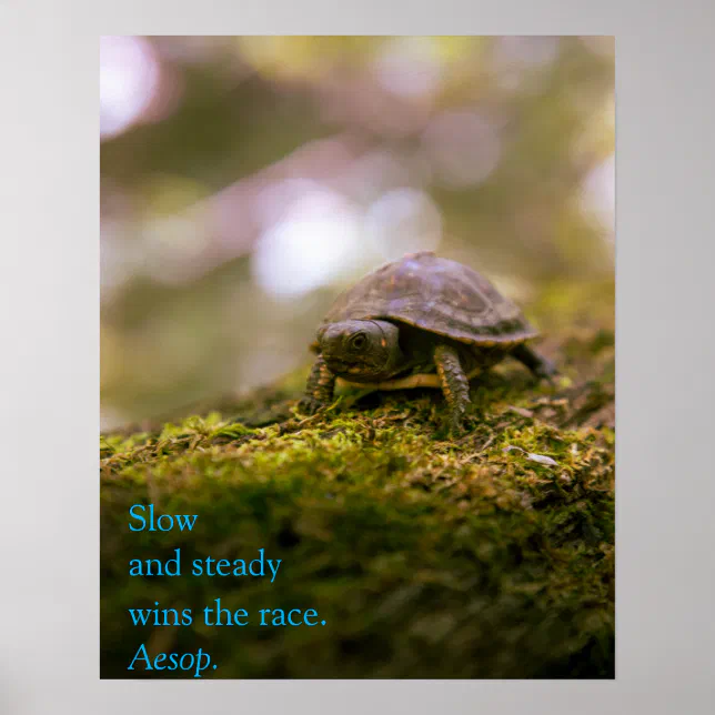 "Slow and steady wins the race." Aesop Poster | Zazzle