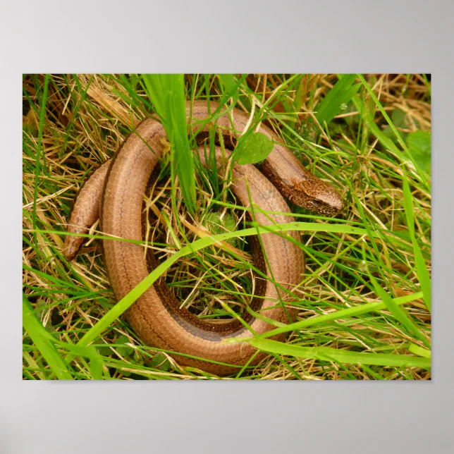 Slow Worm Poster | Zazzle