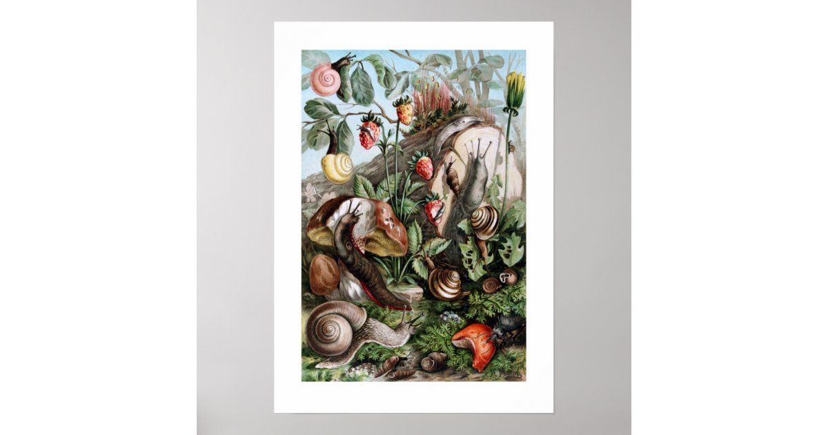 Slugs and Snails Poster | Zazzle