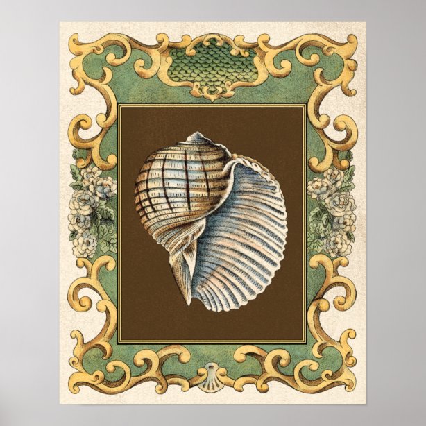 Seashell Posters & Prints | Zazzle