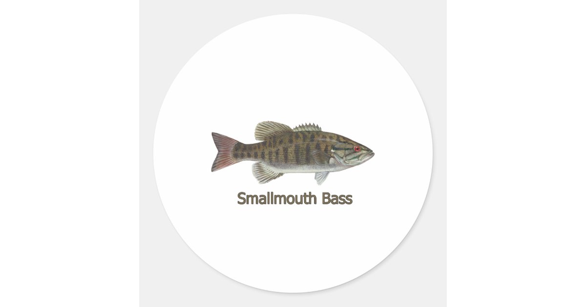 Smallmouth Bass Art (titled) Classic Round Sticker | Zazzle